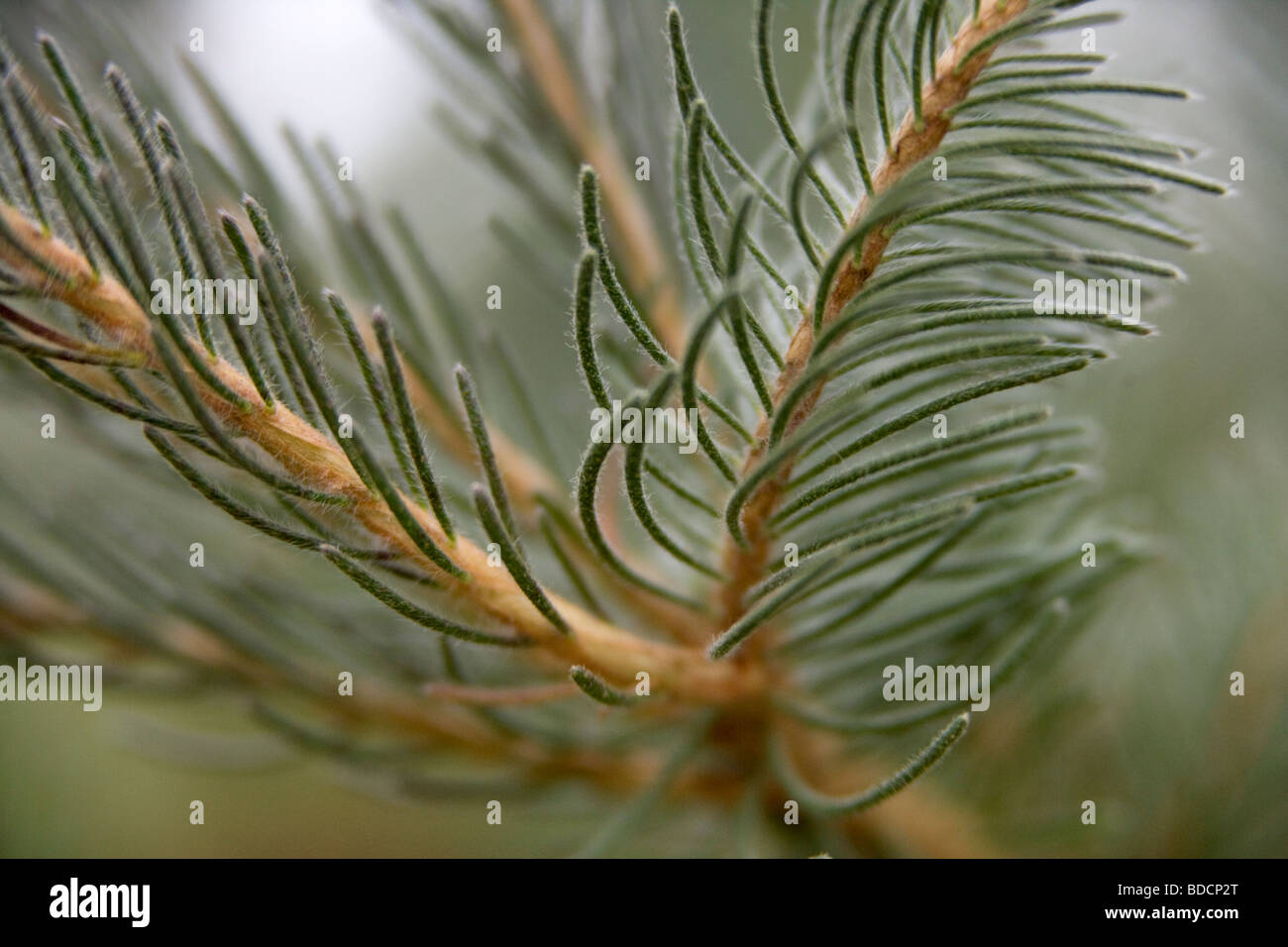 Pine Tree Close-up Stock Photo - Alamy