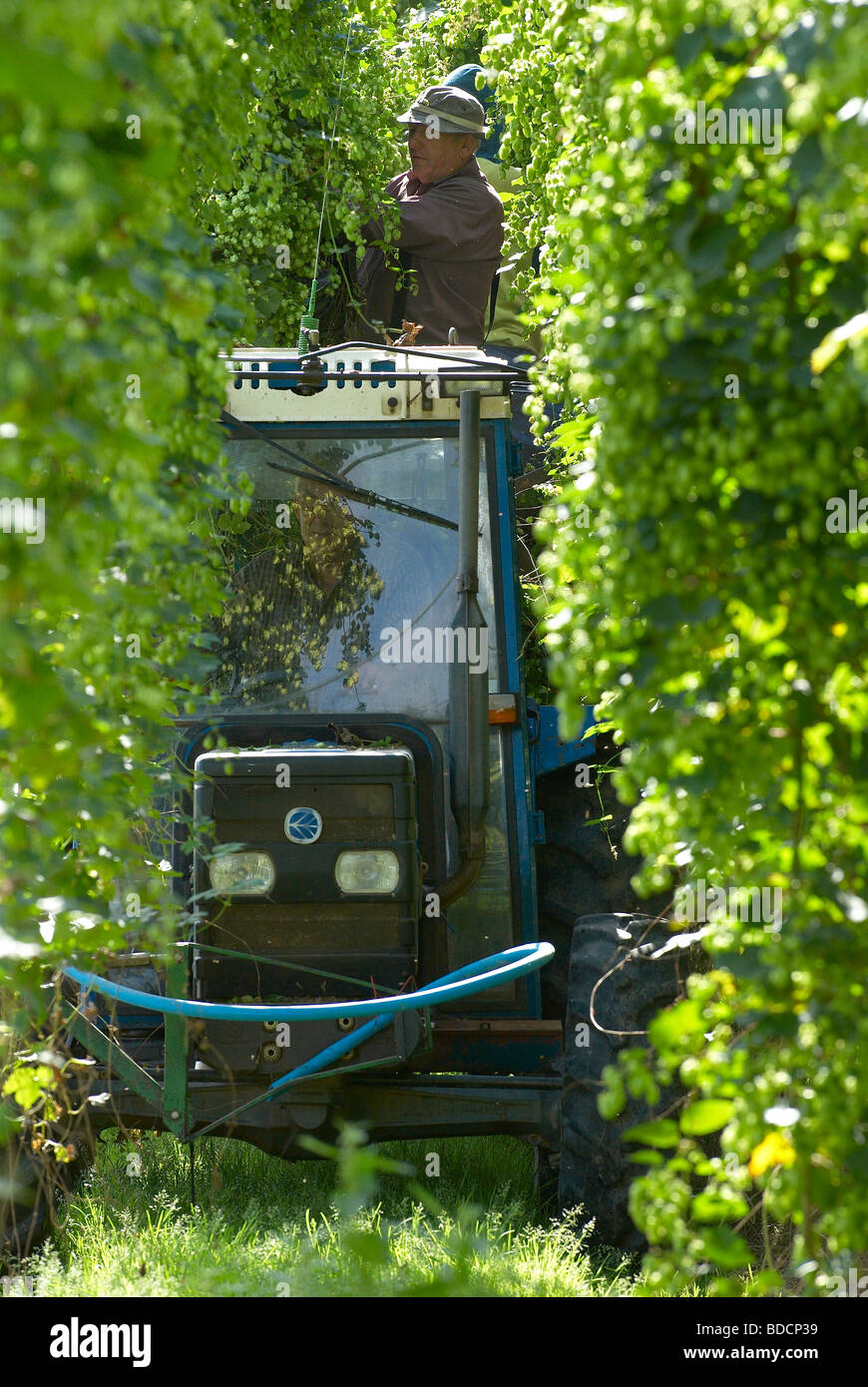 Pick hops hi-res stock photography and images - Alamy