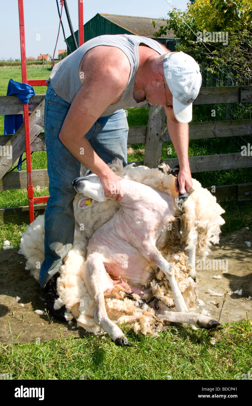 Sheep Shepard shear shearing Netherlands Texel Holland Farm Stock Photo ...