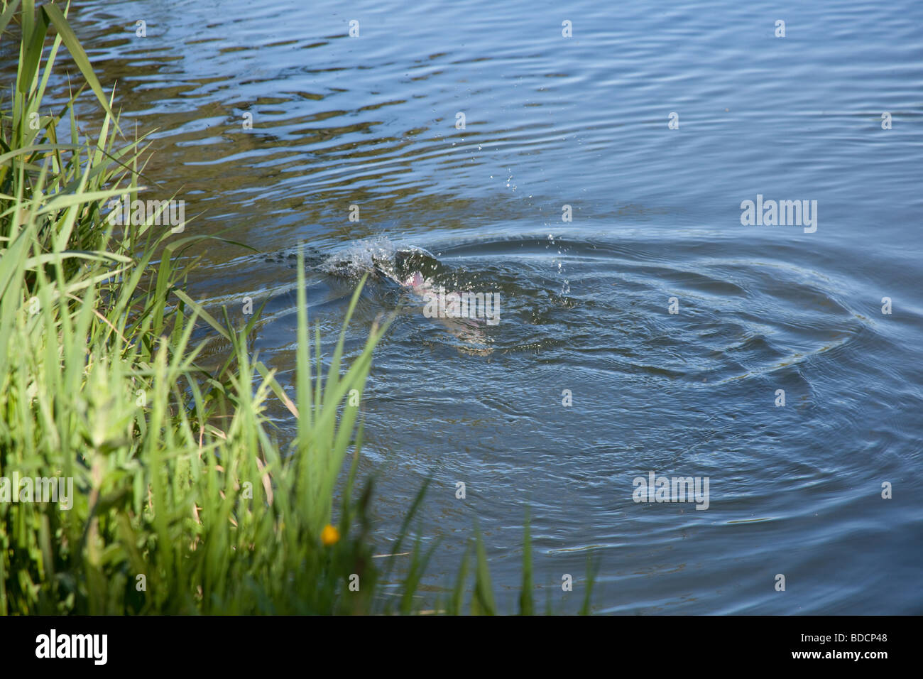 Rainbow trout caught at Meon Springs trout fishery Hampshire England ...