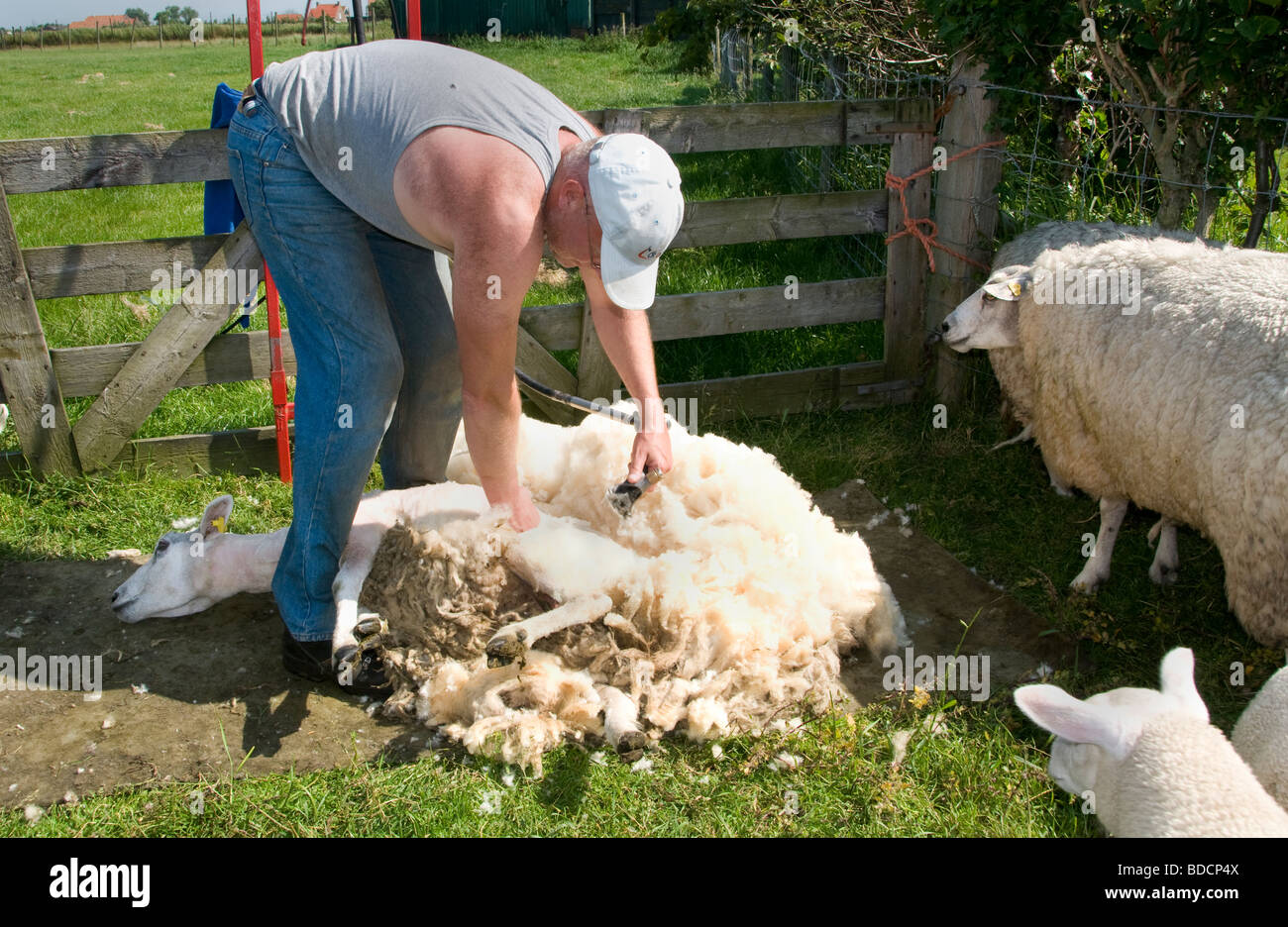 Sheep Shepard shear shearing Netherlands Texel Holland Farm Stock Photo ...