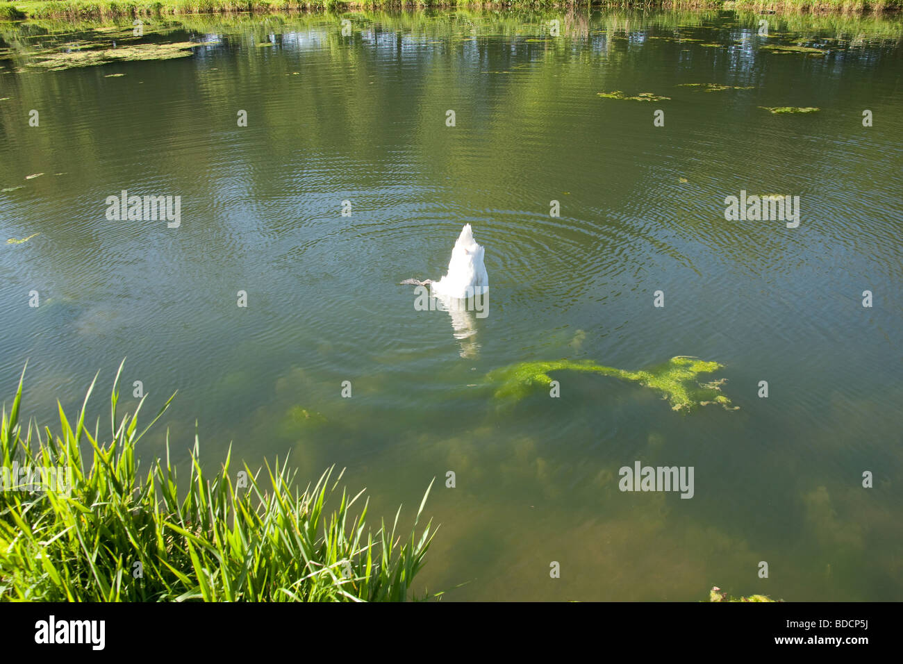 Meon springs trout fishery hi-res stock photography and images - Alamy