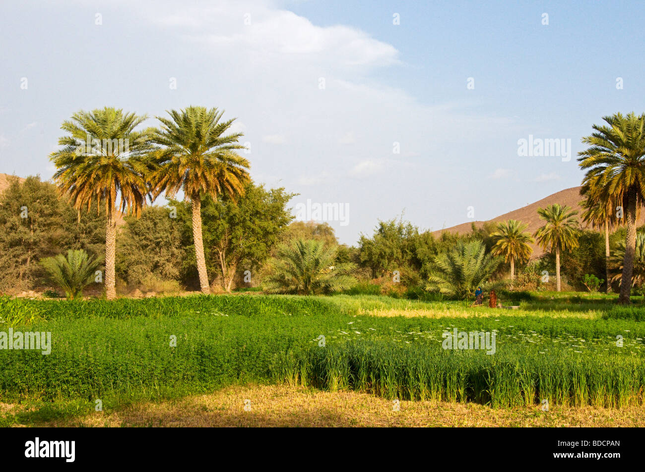 Agriculture Al Dhakiliya region , the sultanate of Oman Stock Photo - Alamy