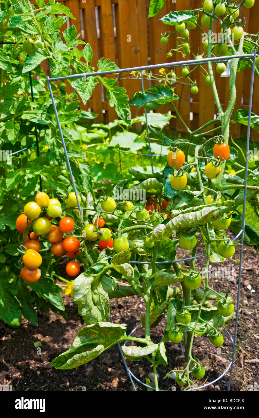 Cultivating tomatoes hi-res stock photography and images - Alamy
