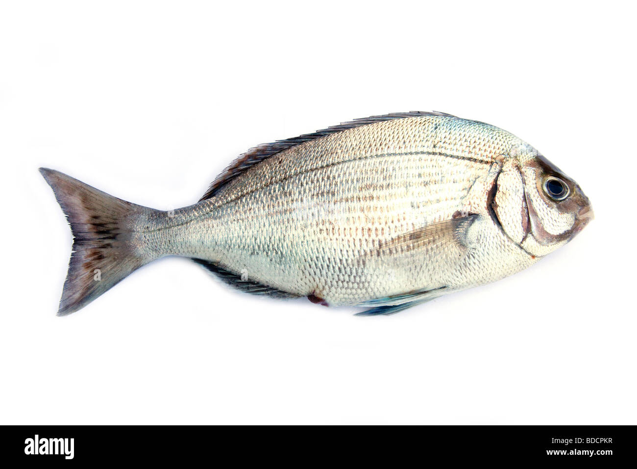 Sea bream fish isolated on a white studio background Stock Photo - Alamy