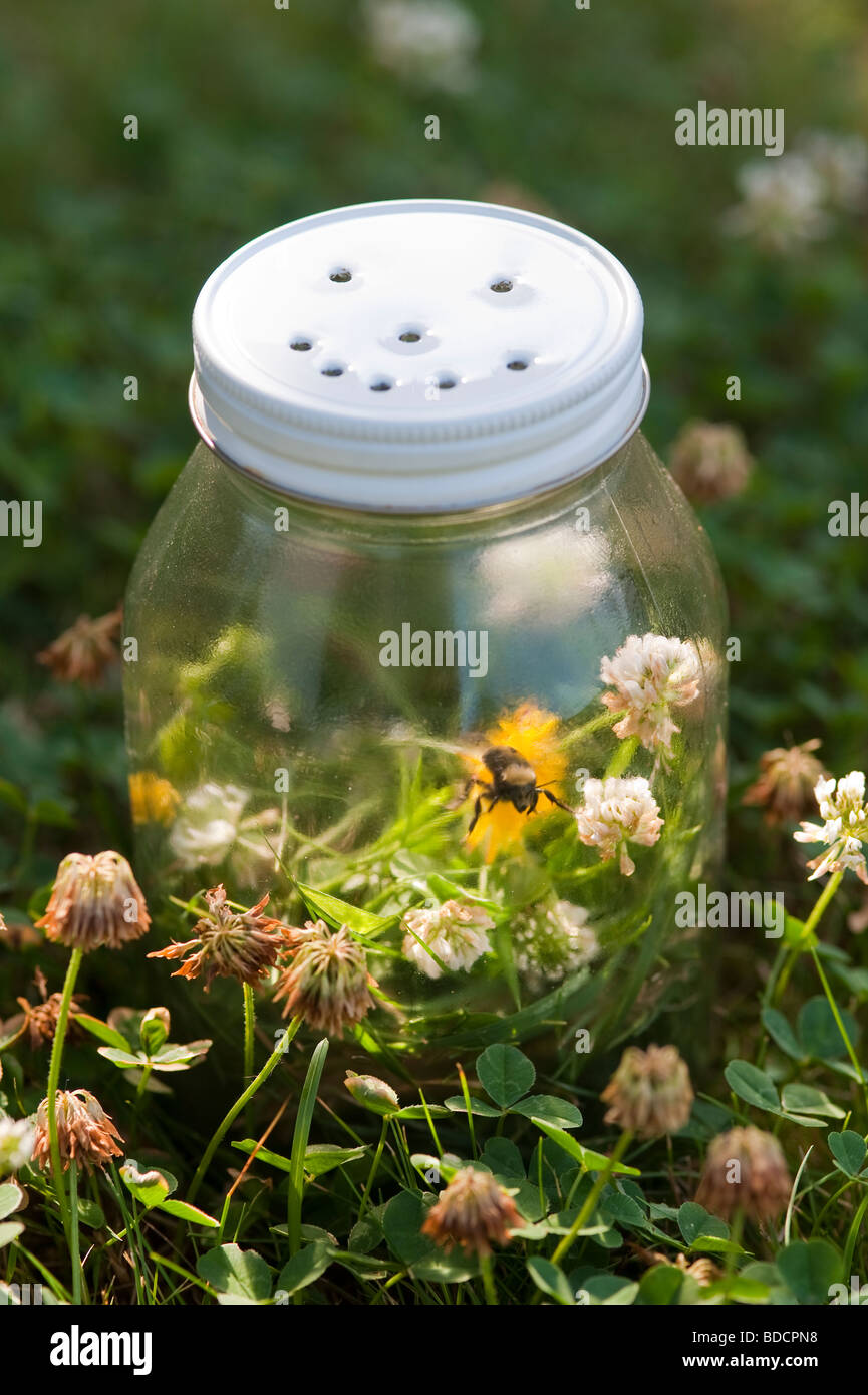 Backyard with glass jar and a bumble bee trapped inside Stock Photo - Alamy