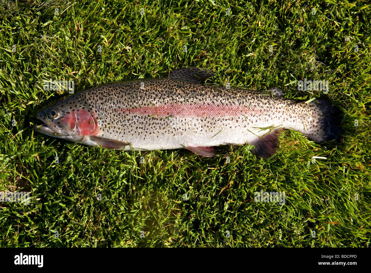 Rainbow trout caught at Meon Springs trout fishery Hampshire England ...