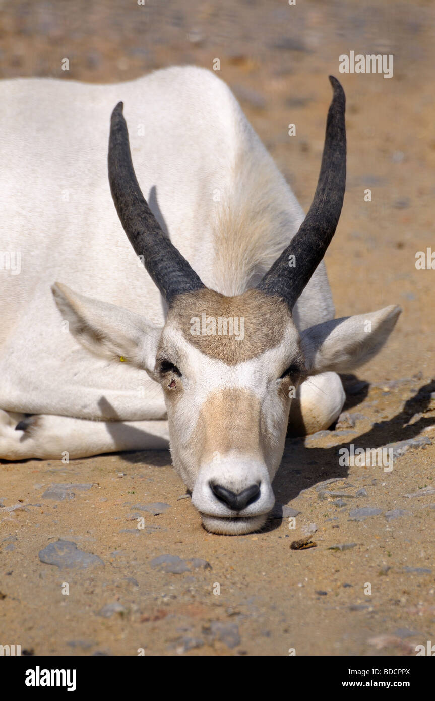 Addax zoo hi-res stock photography and images - Alamy