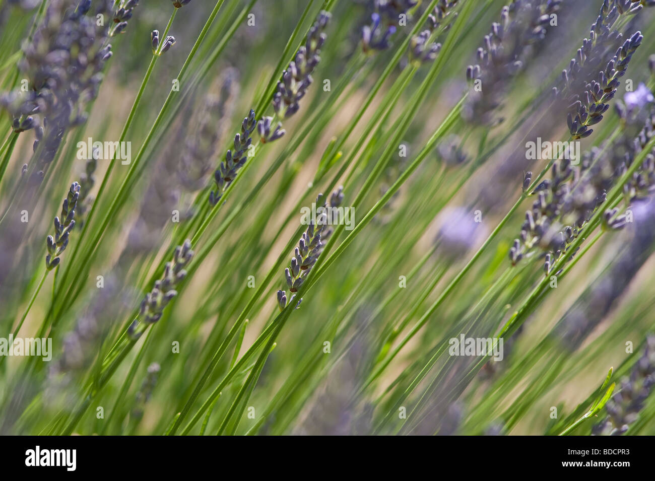 Lavender field on a rural country summer with lavender flowers in ...