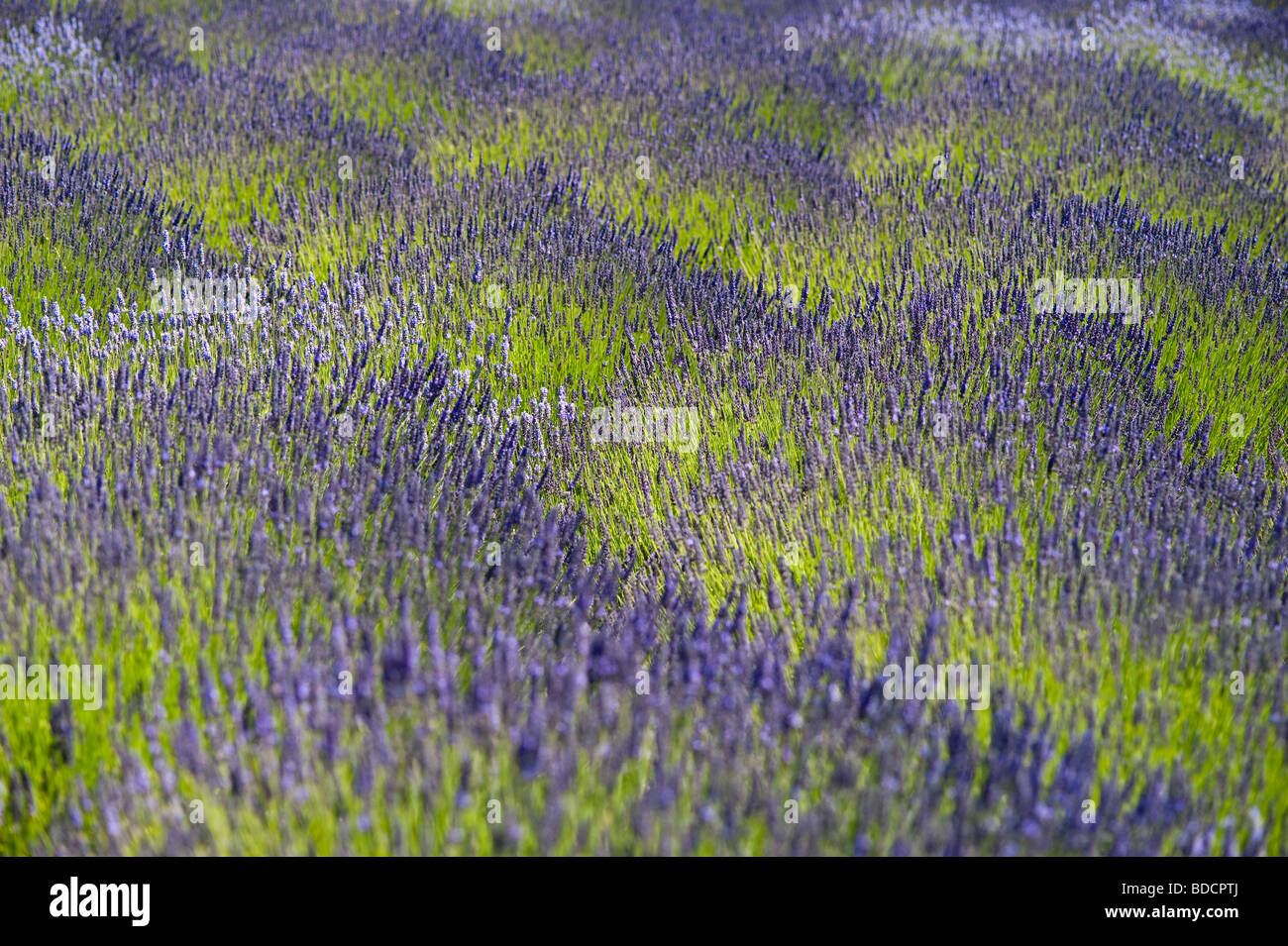 Lavender field on a rural country summer with lavender flowers in ...