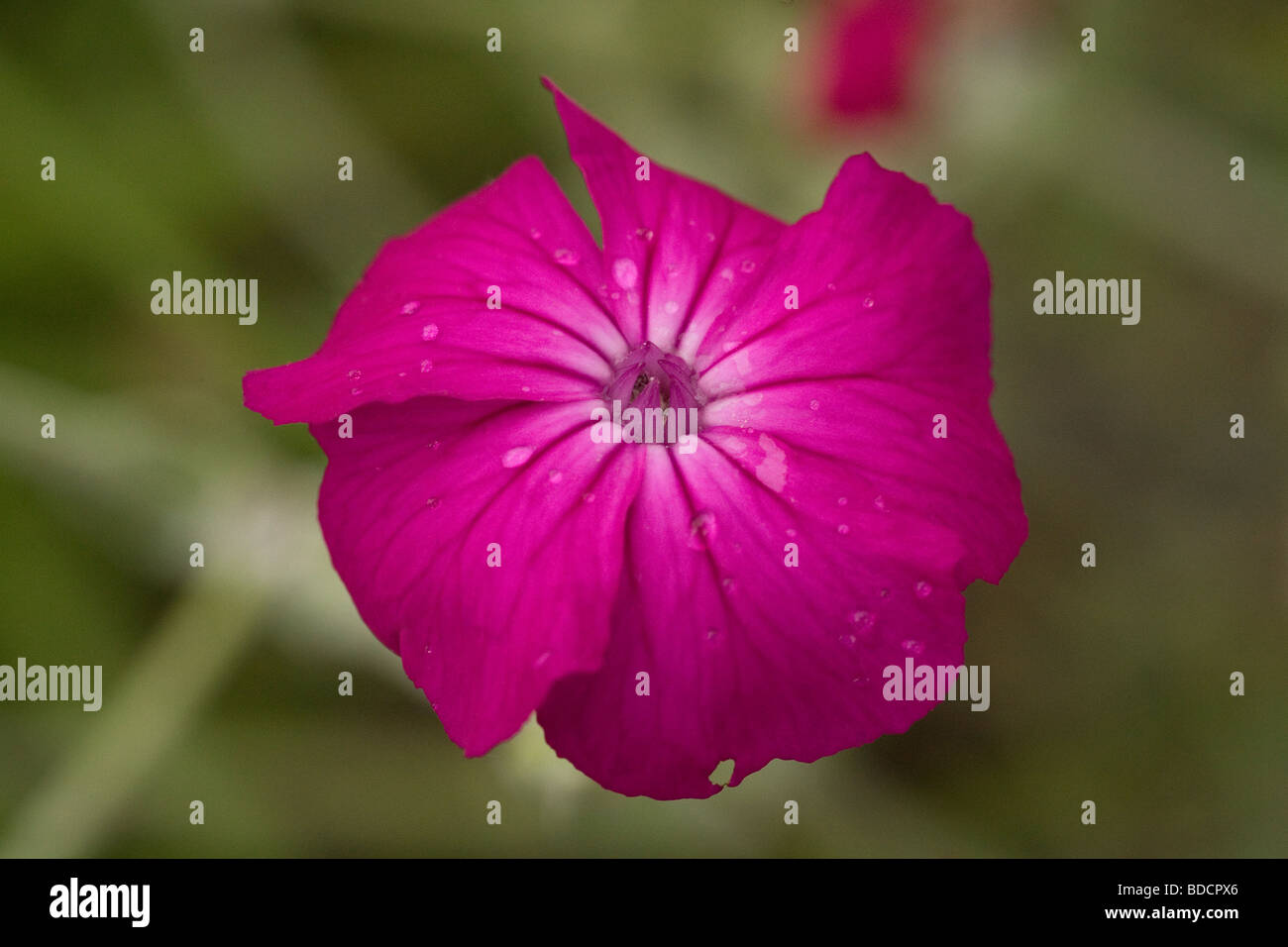 Rose Campion. Lychnis Coronaria, showing single, deep magenta flower ...