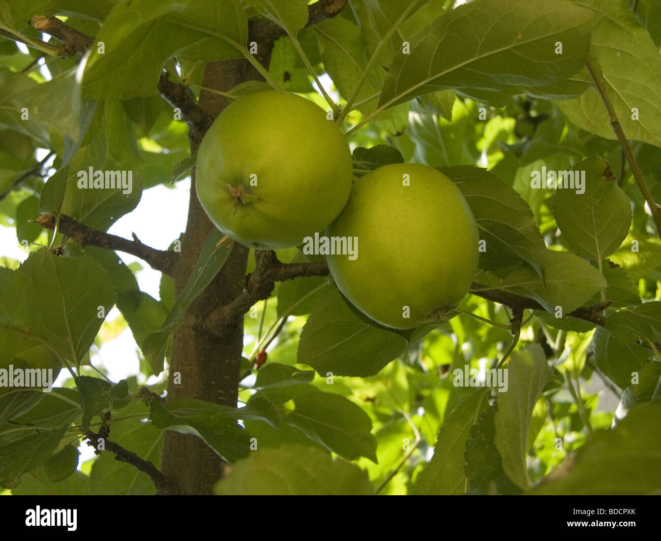 apple, apple trees, tree, fruit, green apples Stock Photo - Alamy