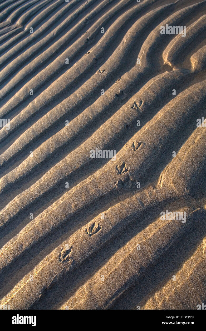 Seagull footprints leaving tracks across the wet, rippled sand Stock ...