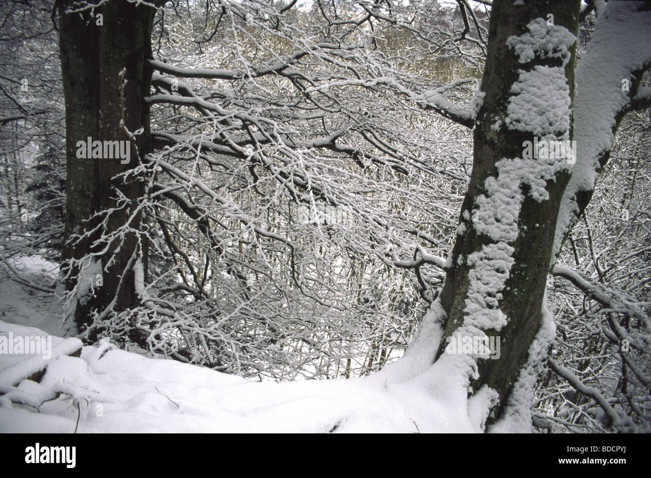 snow scene blane valley near glasgow scotland u.k Stock Photo - Alamy