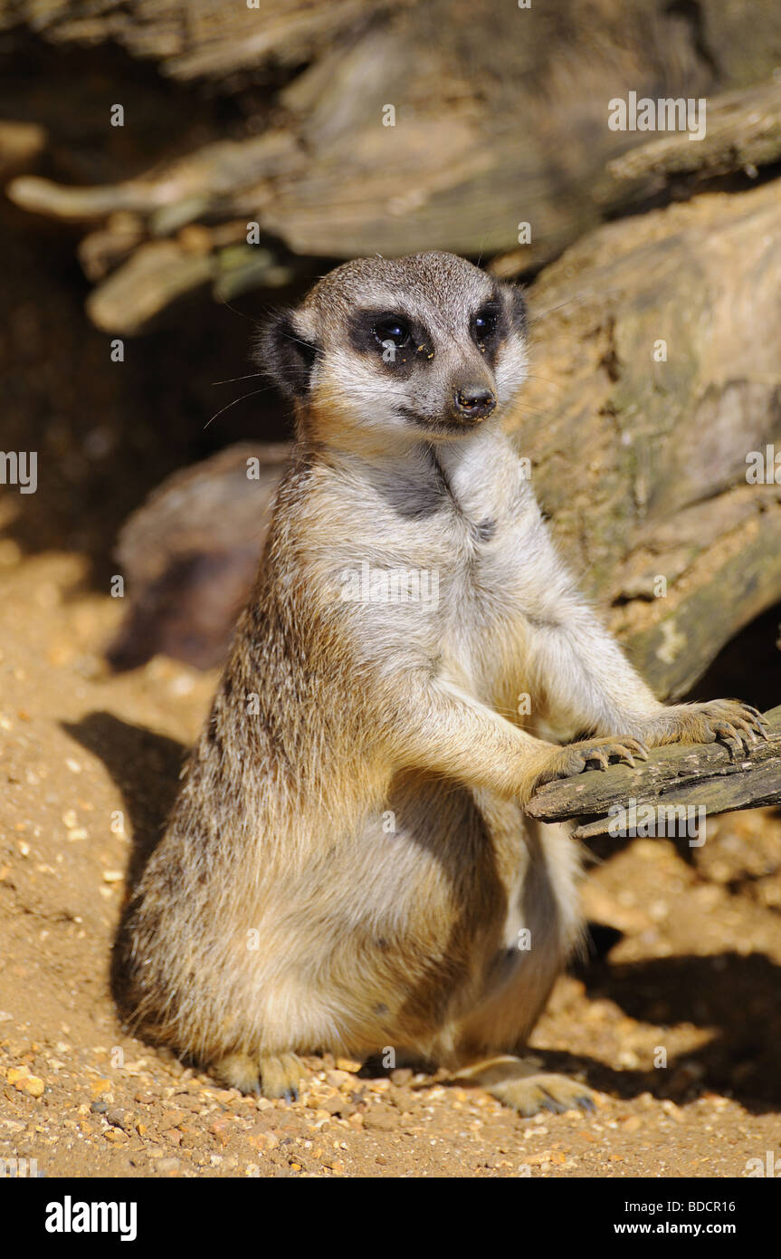 Meerkat at Marwell Zoo Stock Photo - Alamy