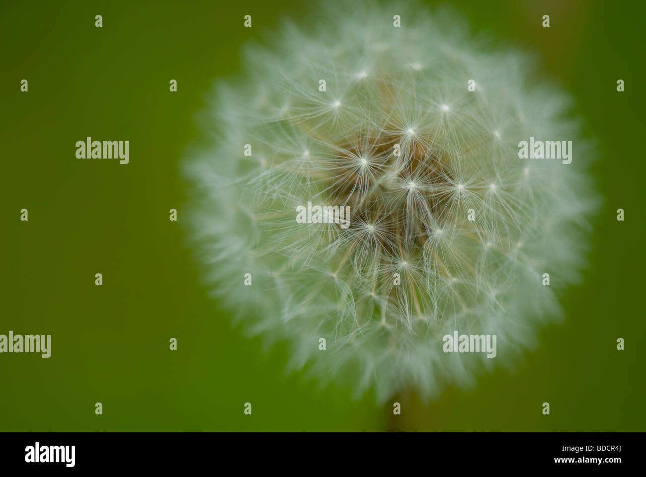 Stalk attached hi-res stock photography and images - Alamy