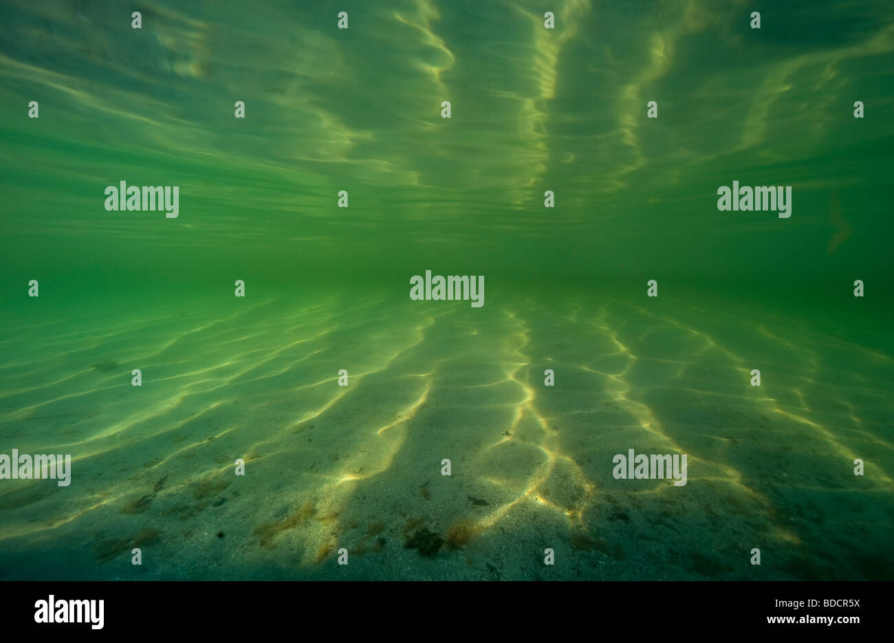 peaceful underwater view of the ocean Stock Photo - Alamy