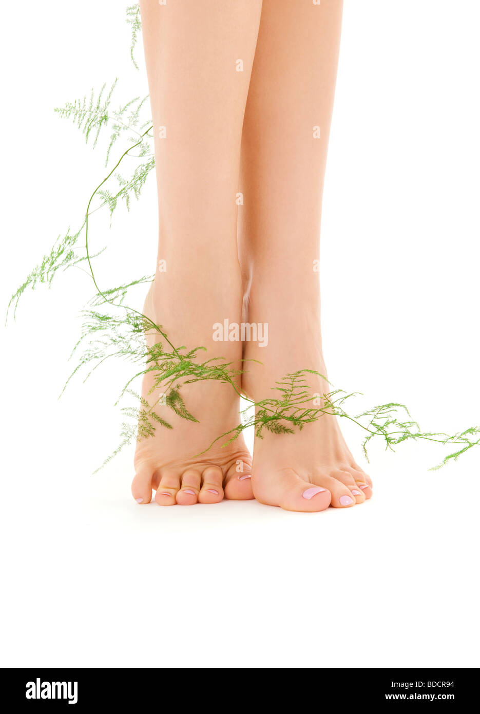 picture of female legs with green plant over white Stock Photo - Alamy