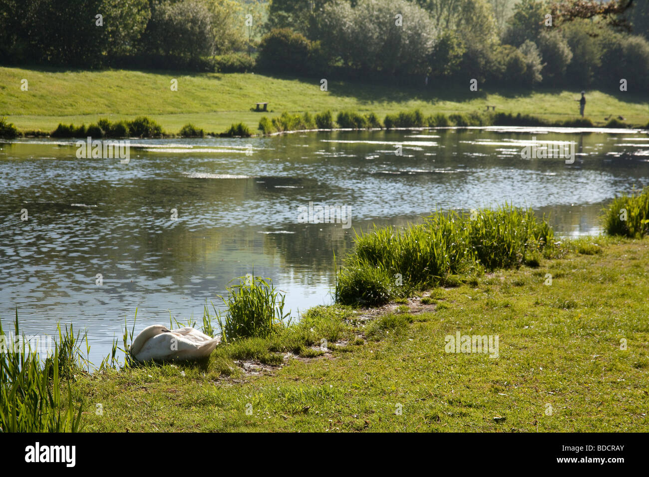 Meon Springs Trout Fishery hampshire England Stock Photo - Alamy