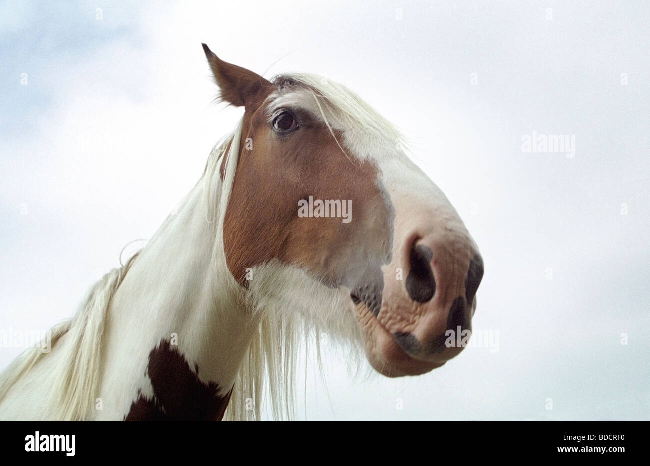 Gentle giant hi-res stock photography and images - Alamy