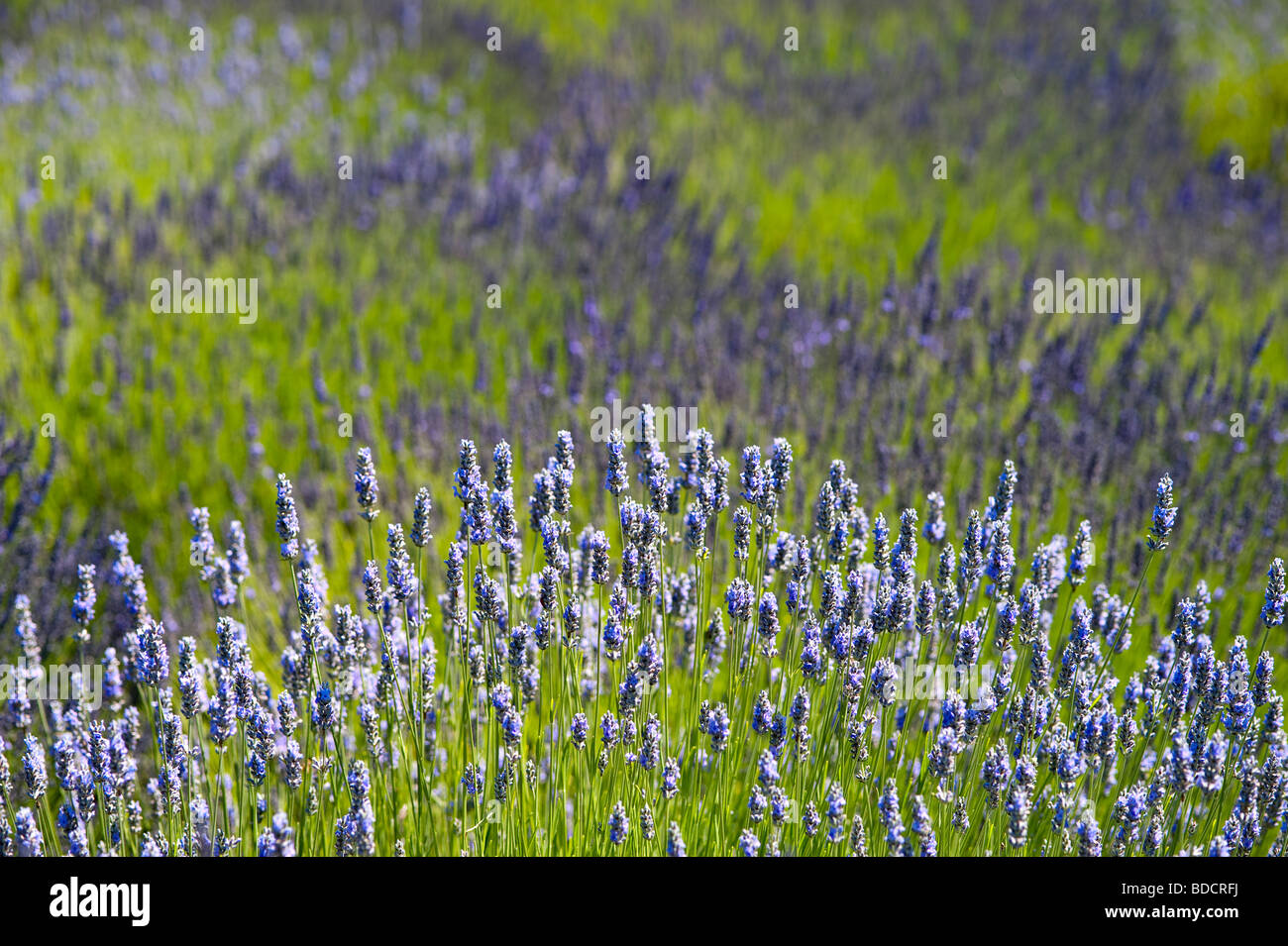Lavender field on a rural country summer with lavender flowers in ...