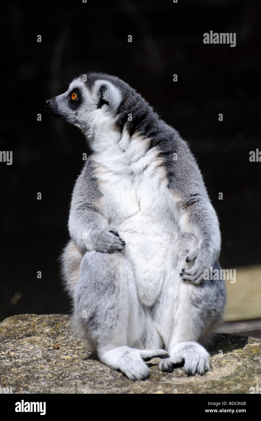 Ring tailed lemur at Marwell Zoo Stock Photo - Alamy