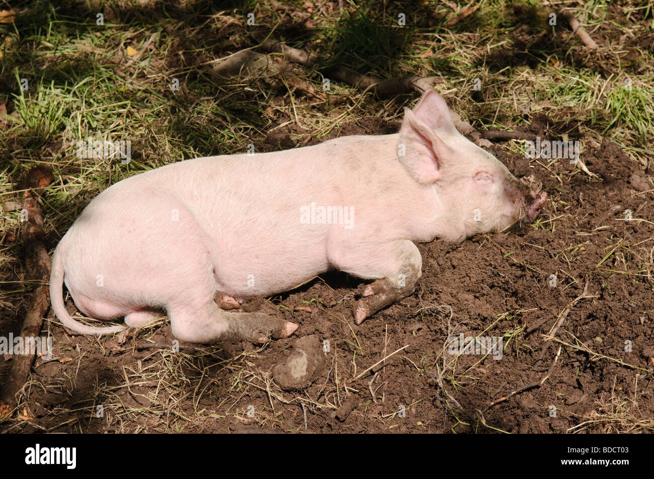 Piglet house hi-res stock photography and images - Alamy