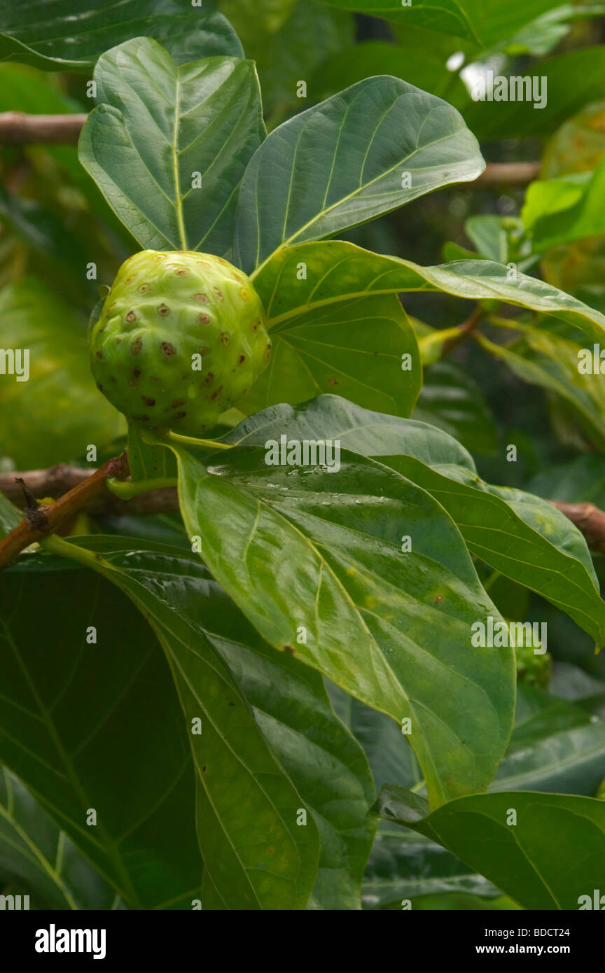 Breadfruit tree hawaii hi-res stock photography and images - Alamy