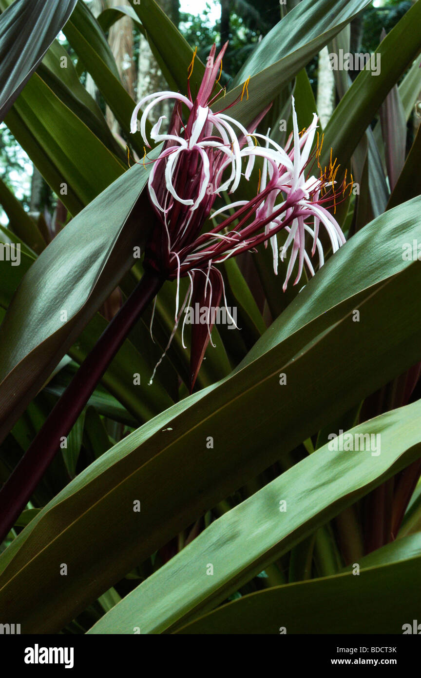 Spider lily hymenocallis hi-res stock photography and images - Alamy