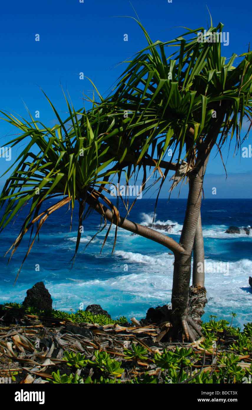 A hala tree stands guard along the Hana coastline Stock Photo - Alamy