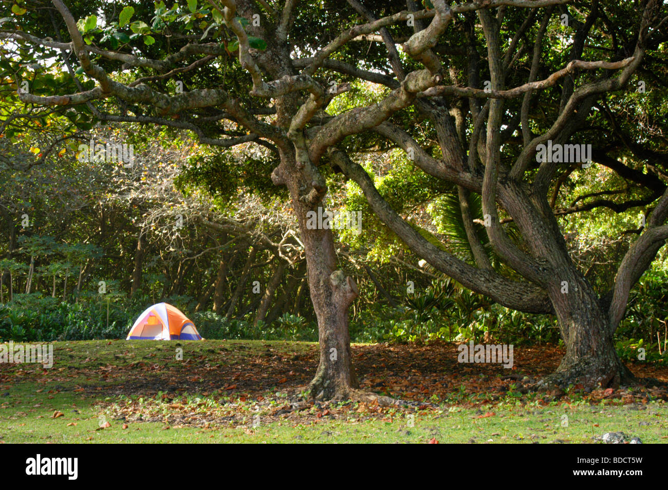 Tent in campground, Waianapanapa state park, Maui, Hawaii Stock Photo ...