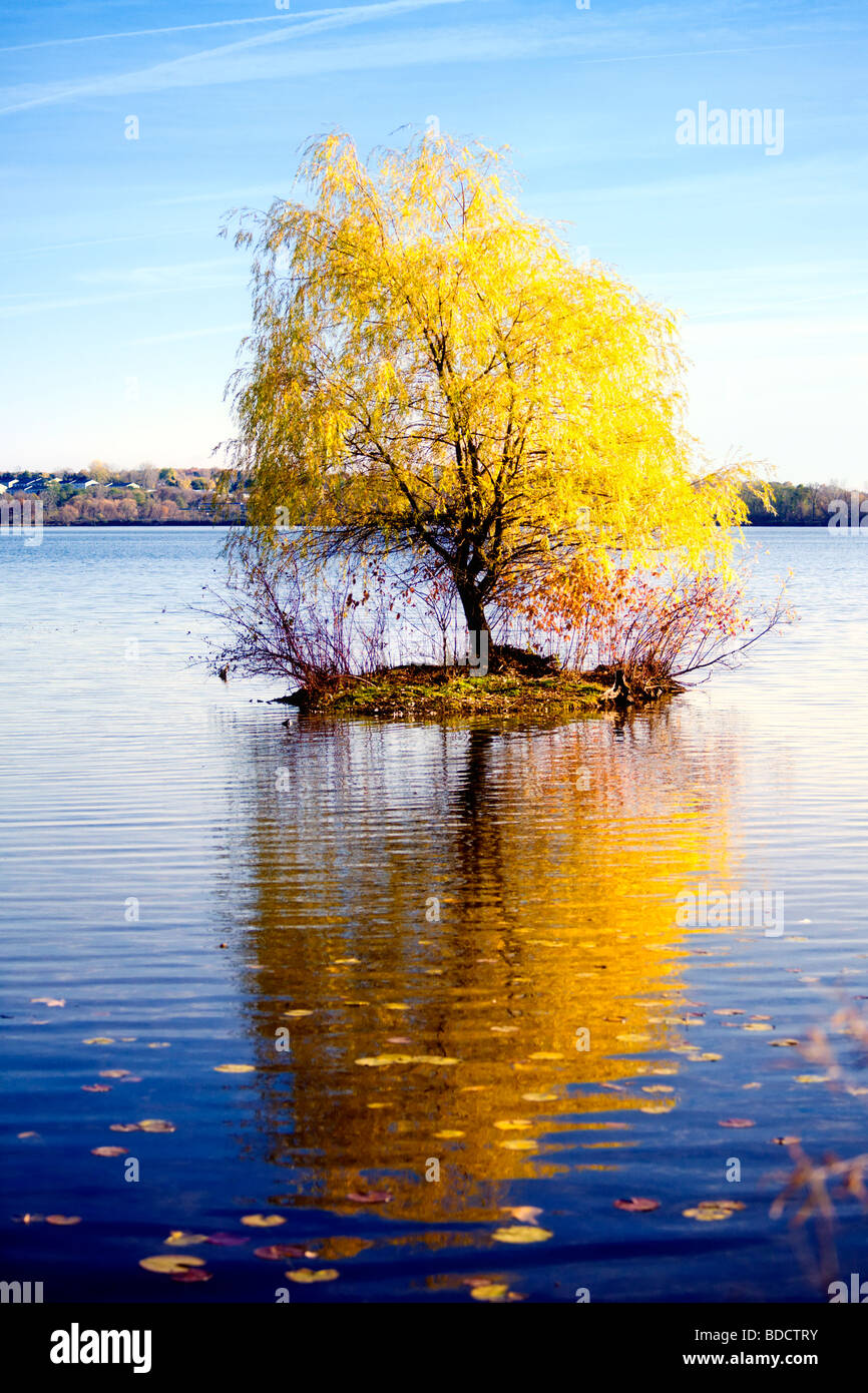 Fall tree and reflection hi-res stock photography and images - Alamy