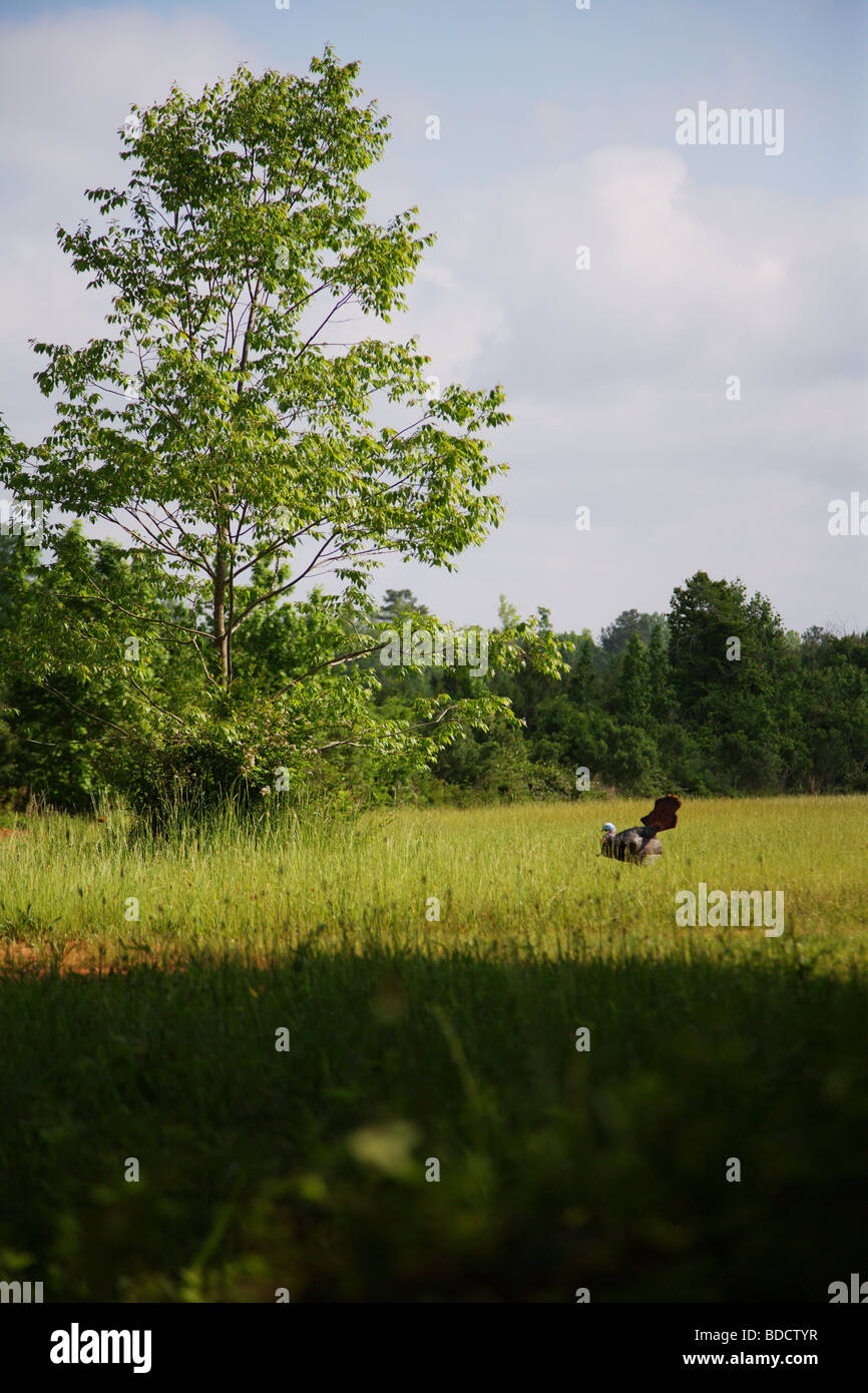 HUNTERS VIEW OF JAKE TURKEY DECOY IN OPEN FIELD SHOOTING LANE Stock ...