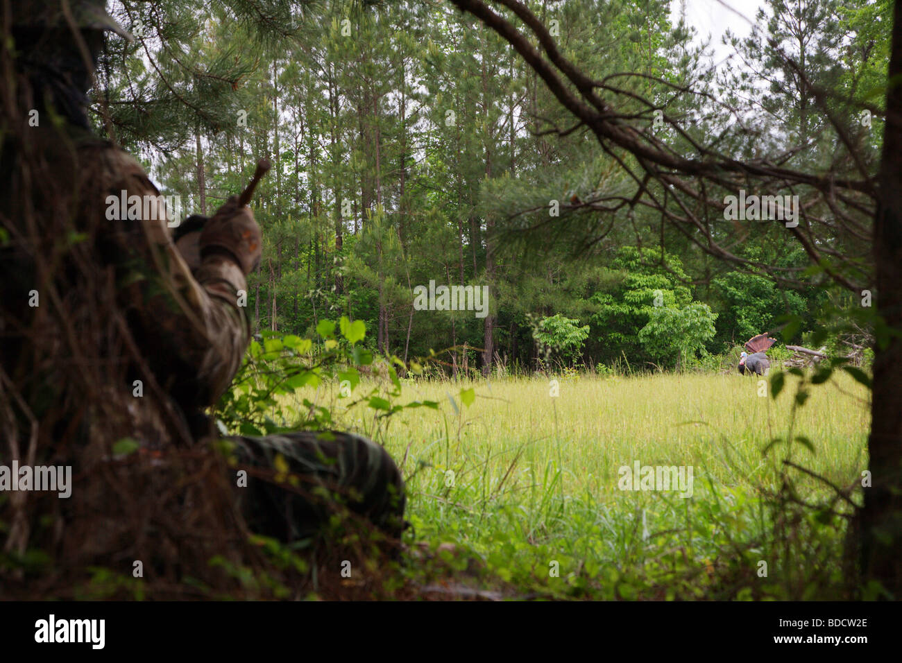 REAR VIEW TURKEY HUNTER FULL CAMOFLAUGE SITTING AGAINST TREE USING ...