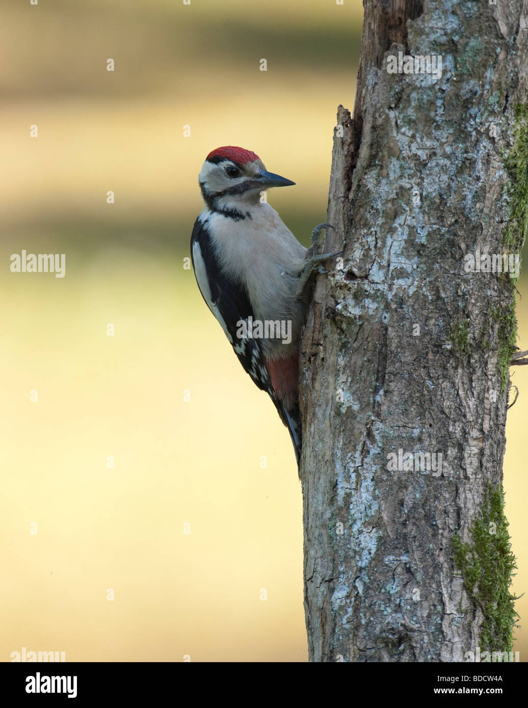 Greater Spotted Woodpecker Dendrocopos Major On A Tree Trunk Surrey