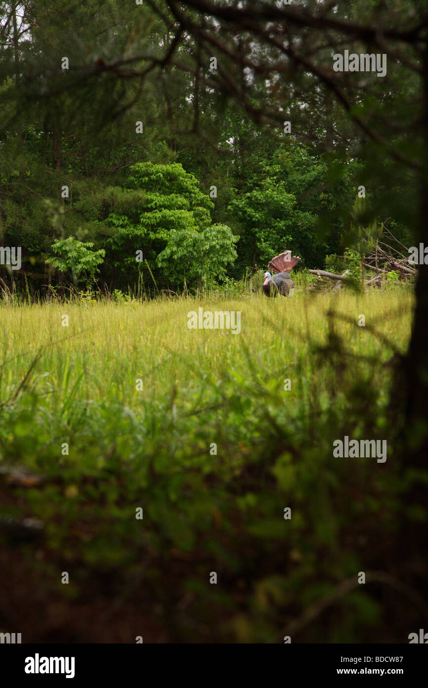 HUNTERS VIEW OF JAKE TURKEY DECOY IN OPEN FIELD SHOOTING LANE Stock ...