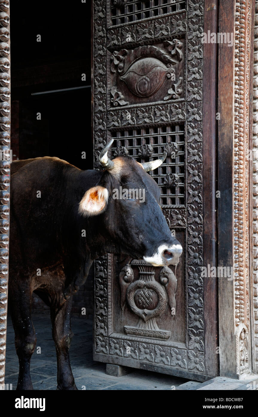 sacred holy bull stand standing in front of an open wooden door doorway ...