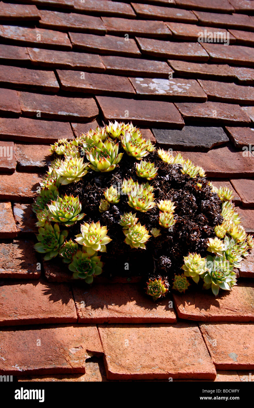 Sempervivums sempervivum uk hi-res stock photography and images - Alamy