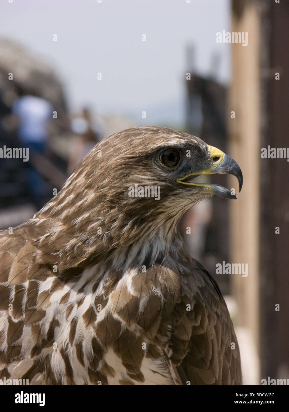 Falcon, bird, predator, hunter, claw Stock Photo - Alamy