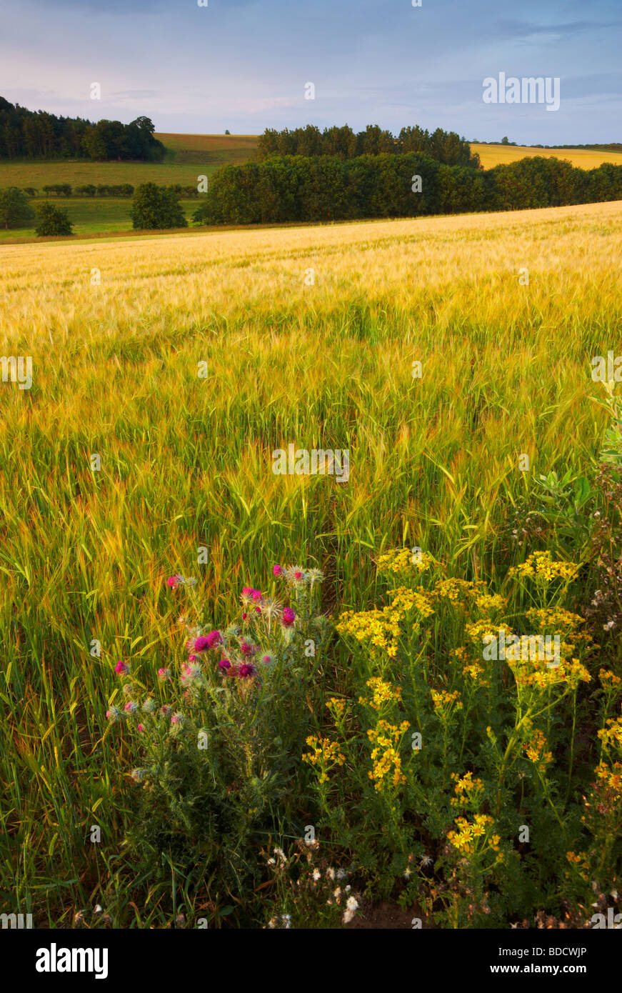 Norfolk rolling hills hi-res stock photography and images - Alamy