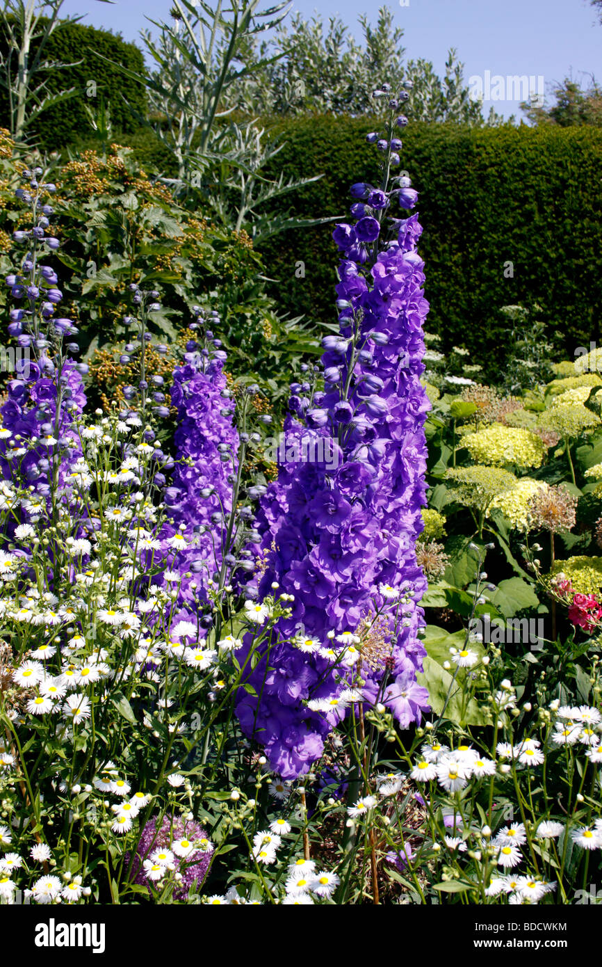 DELPHINIUM MIGHTY ATOM GROWING IN A SUMMER BORDER Stock Photo - Alamy