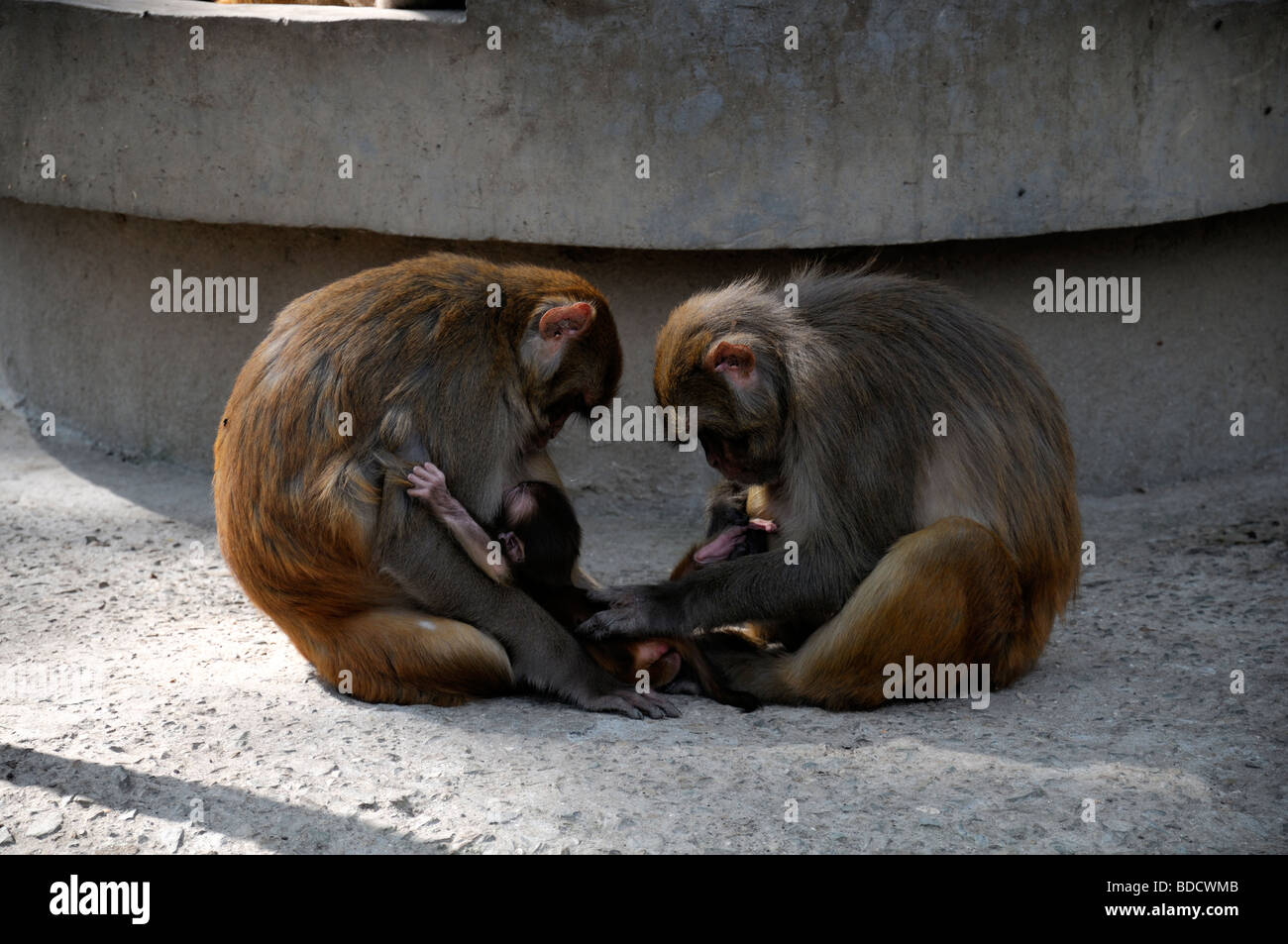 Monkeys cleaning hi-res stock photography and images - Alamy