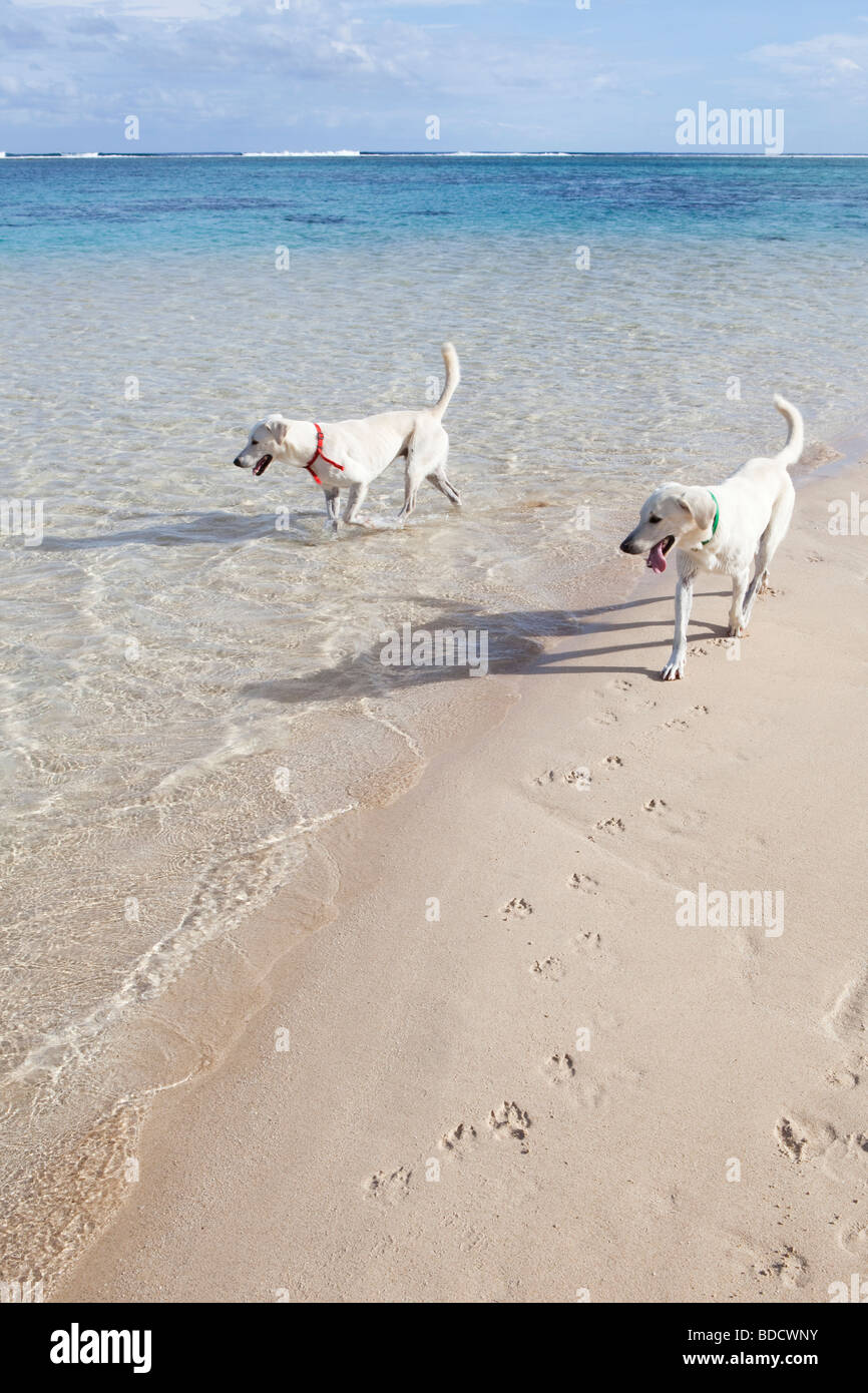 Dogs on a beach on Rarotonga, Cook Islands Stock Photo - Alamy