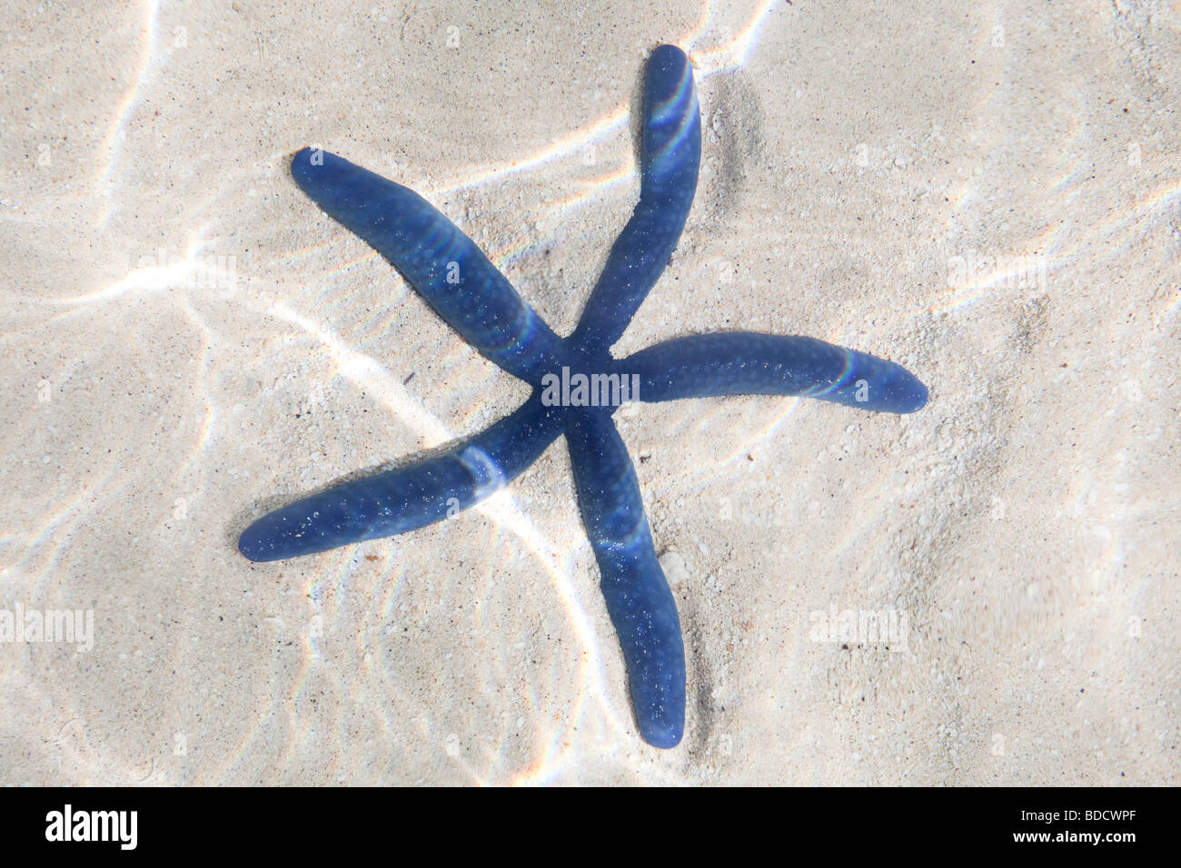 Purple starfish in shallow water hi-res stock photography and images ...