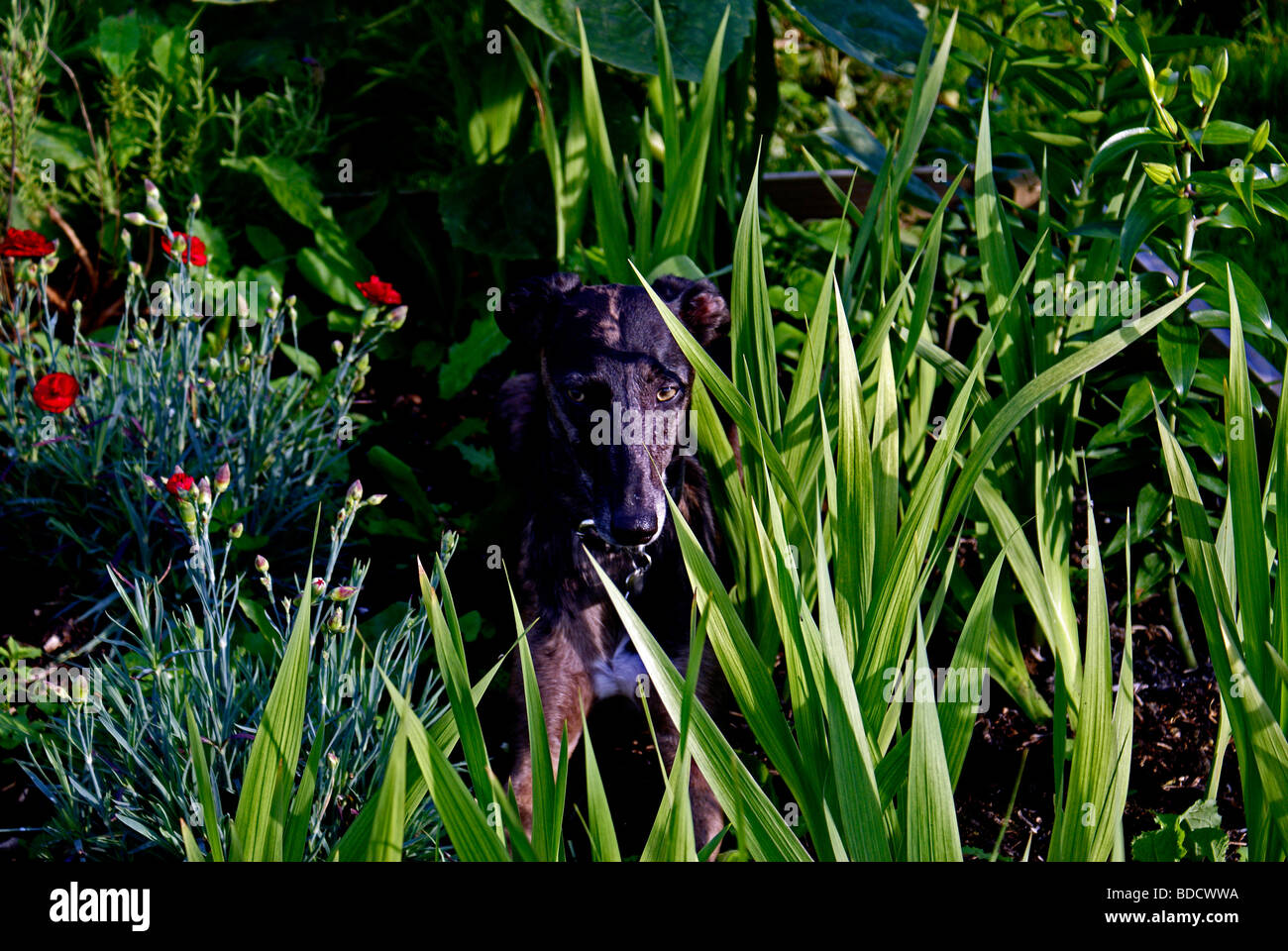 Running lurcher hi-res stock photography and images - Alamy