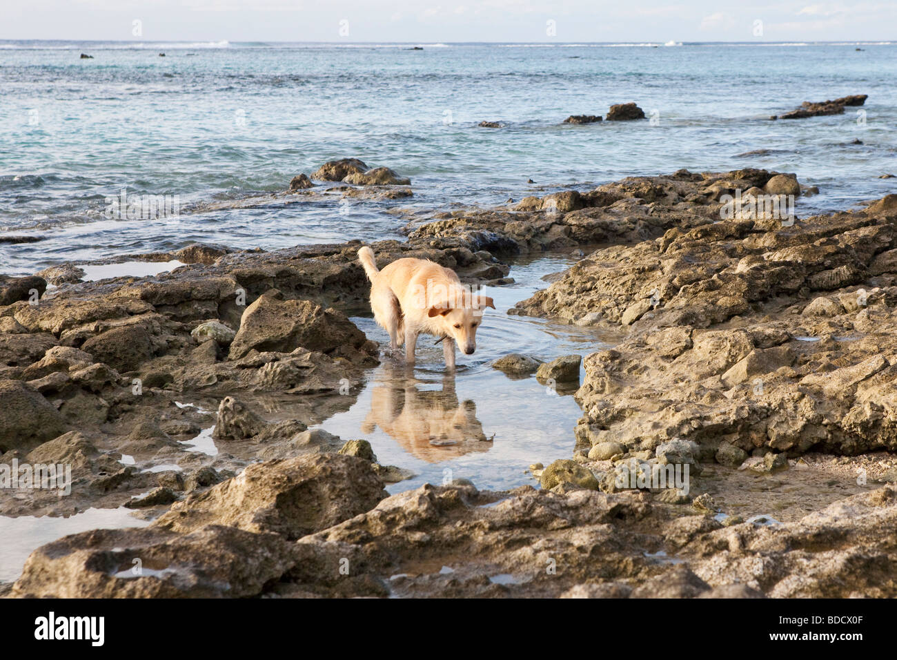 Dog on rocky beach hi-res stock photography and images - Alamy