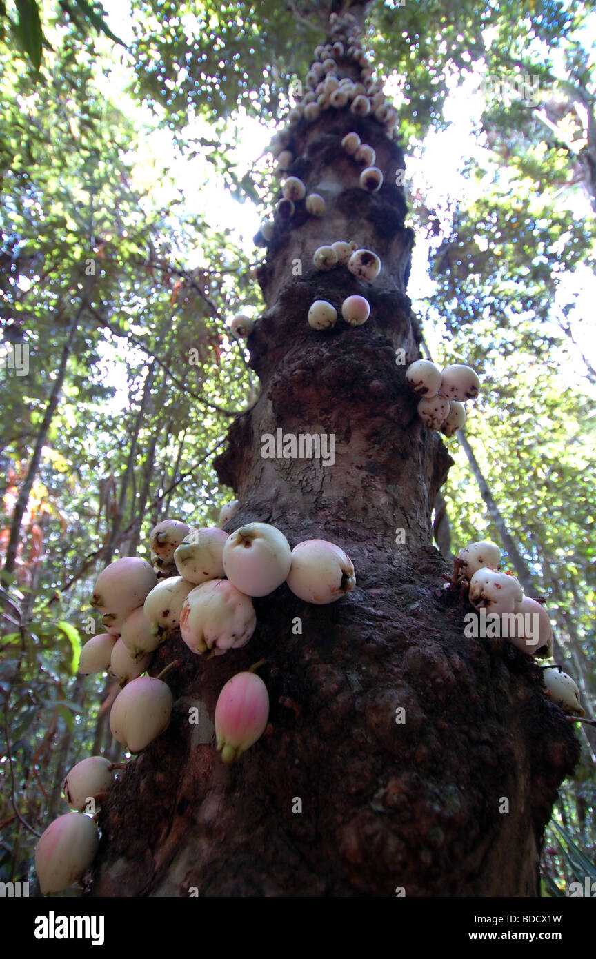 Cormiflorum hi-res stock photography and images - Alamy