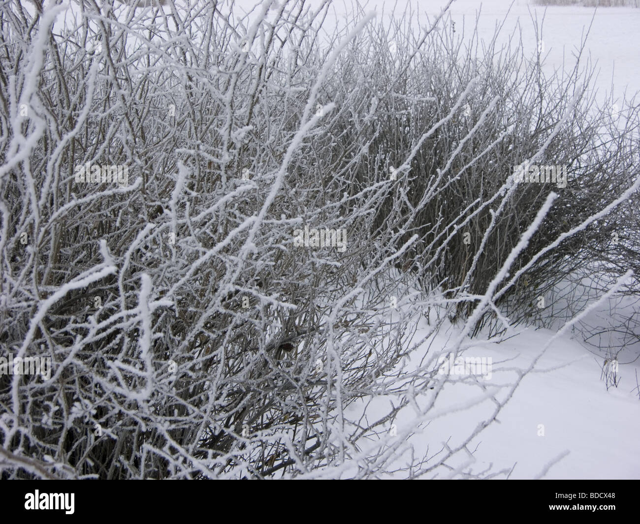 Winter in Poland,winter, snow, flakes of snow, frost, ice,bush, plant ...
