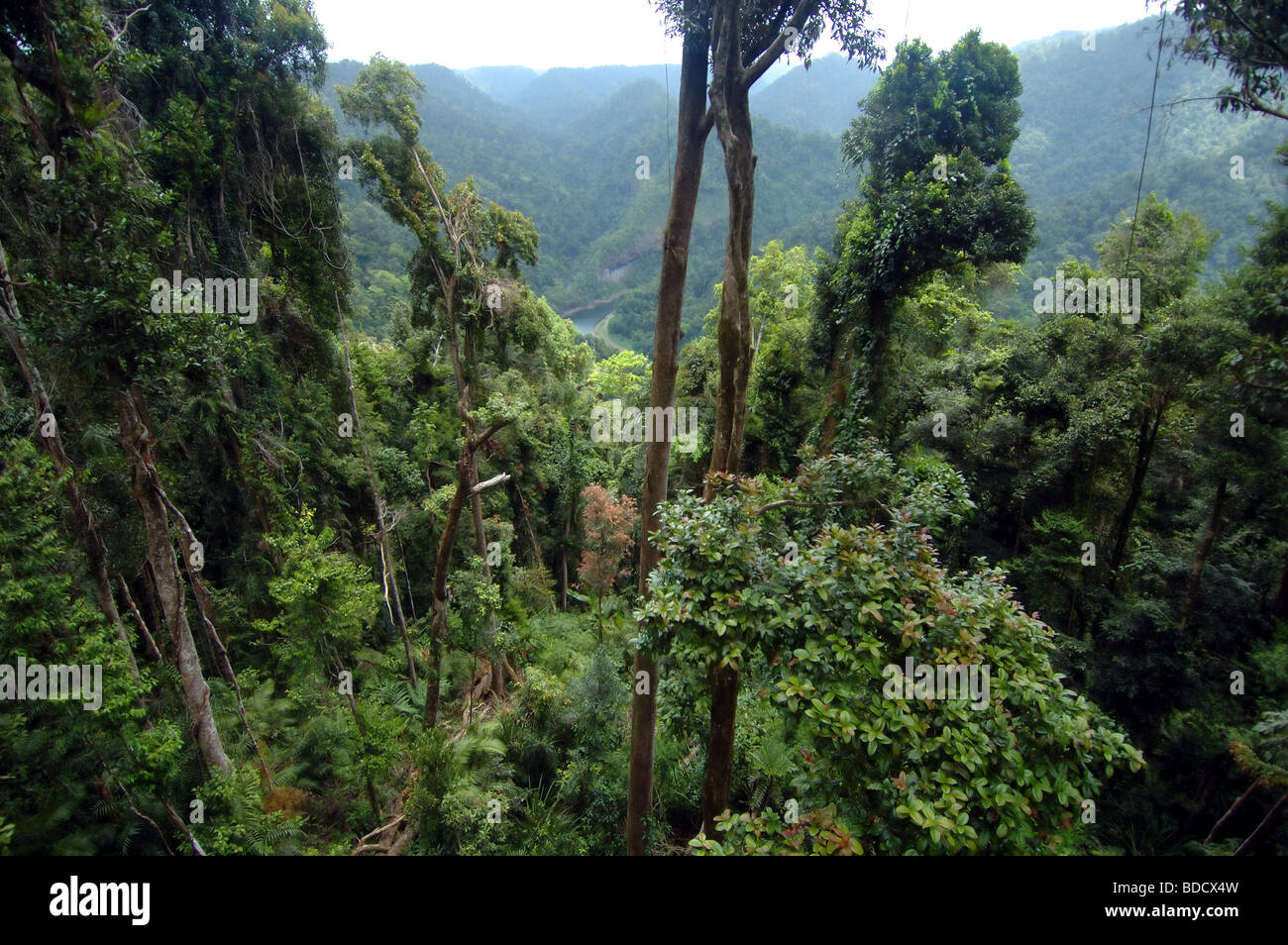 View through the rainforest to the North Johnstone River from the MaMu ...