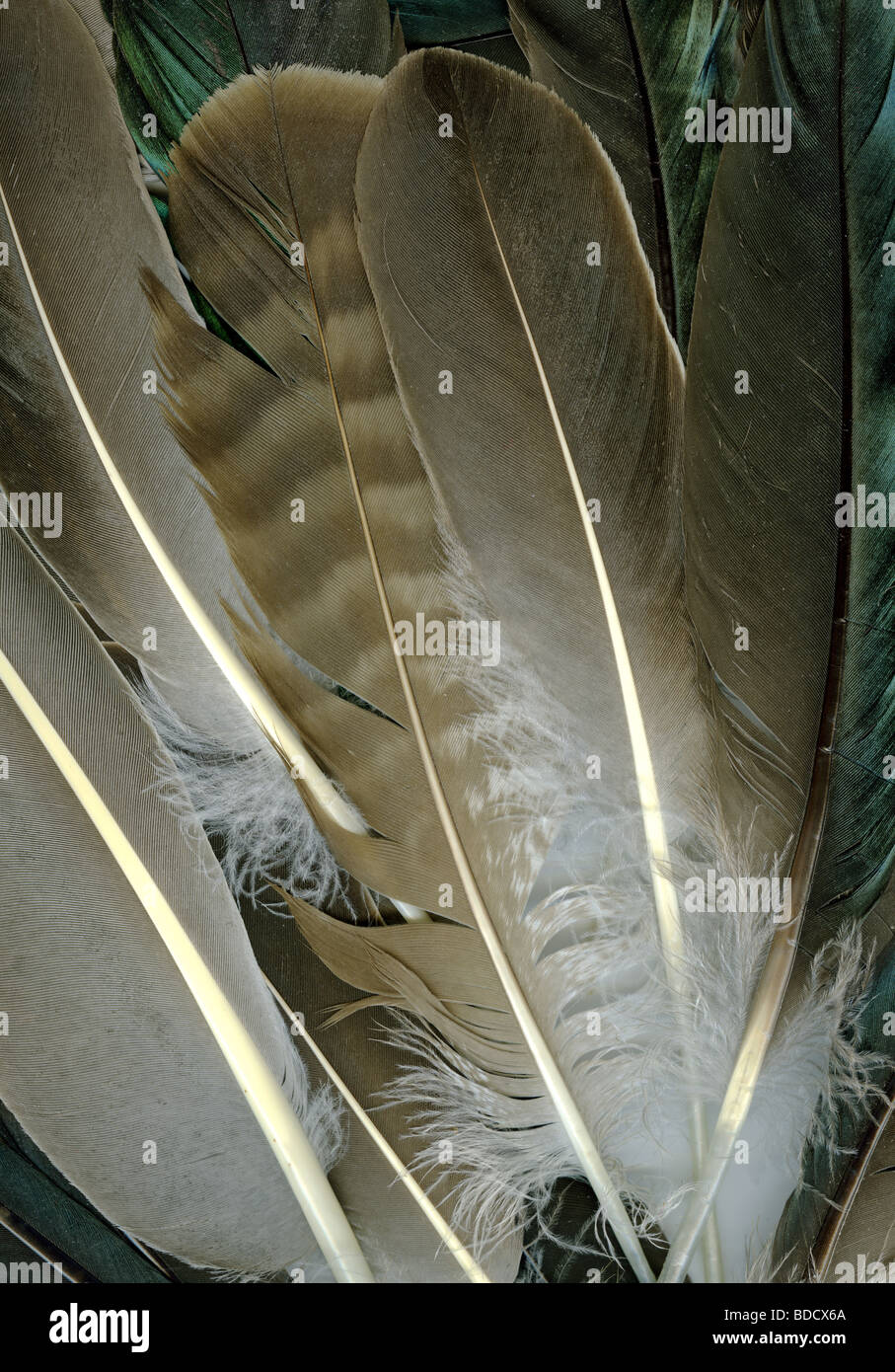 Background made of raven feathers Stock Photo - Alamy
